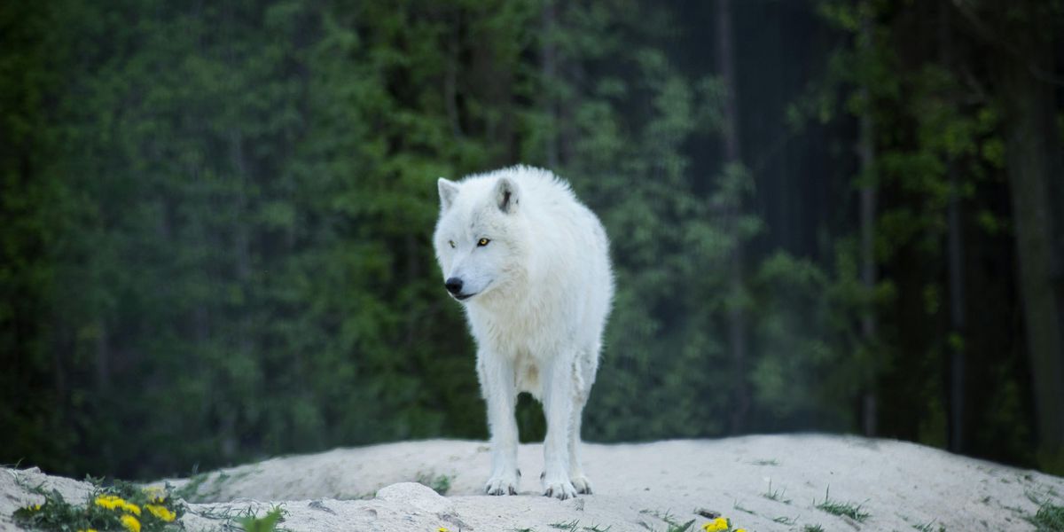 Glenn unveils CIA’s grim Dire Wolf conspiracy - Glenn Beck