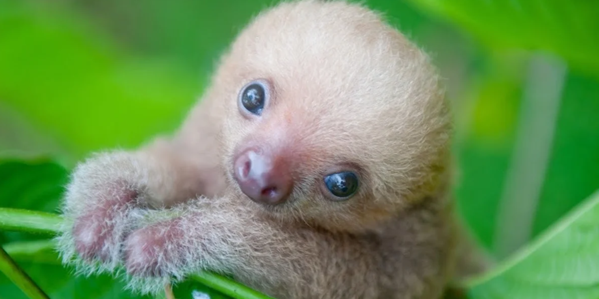 Florida zoo captures adorable moment when a newborn baby sloth meets ...