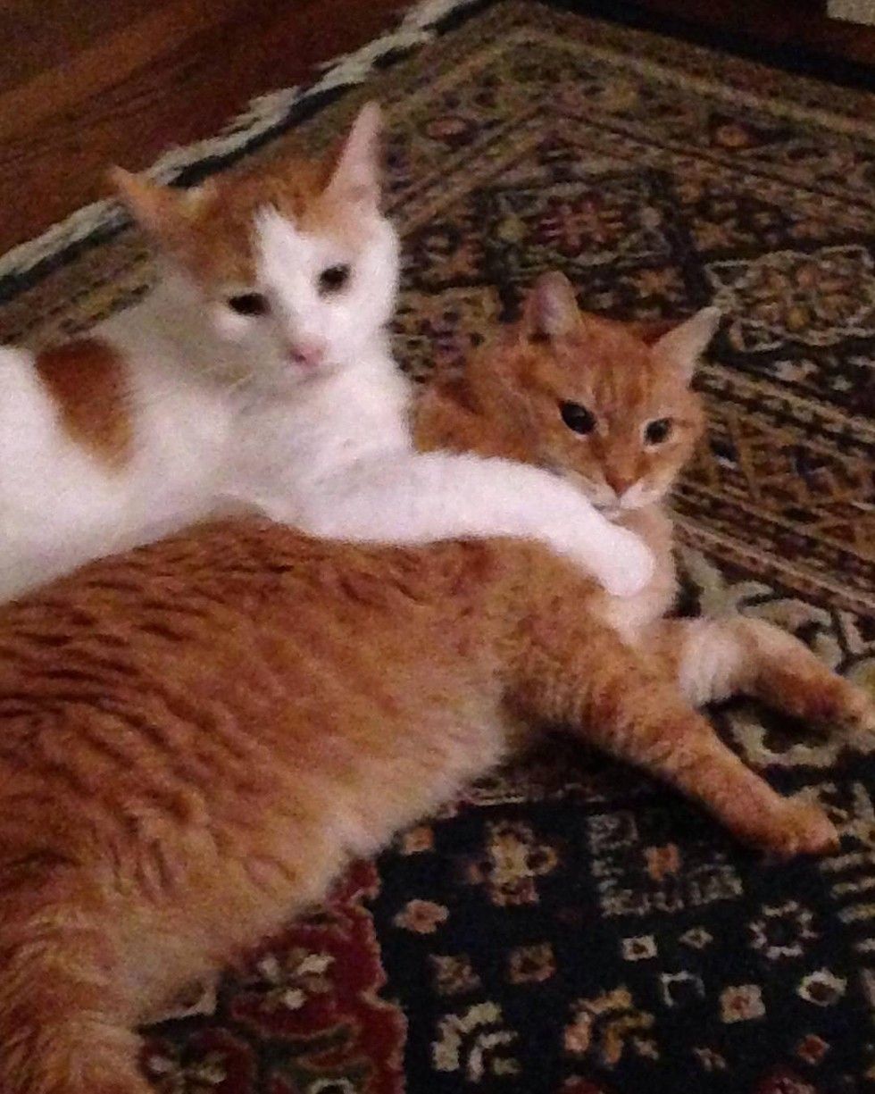 Woman Adopts Senior Cat, Comes Back to Shelter for His Old Friend ...