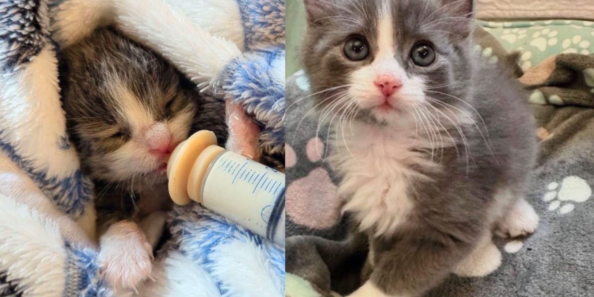 Kitten Shows What He Can Do Growing from Small Marvel into Strong Cat ...