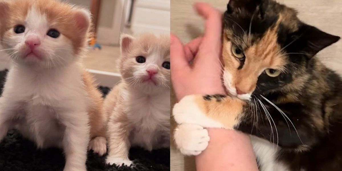 Cat Holds on Tightly to Person After Leaving Kennel, Days Later She Has ...