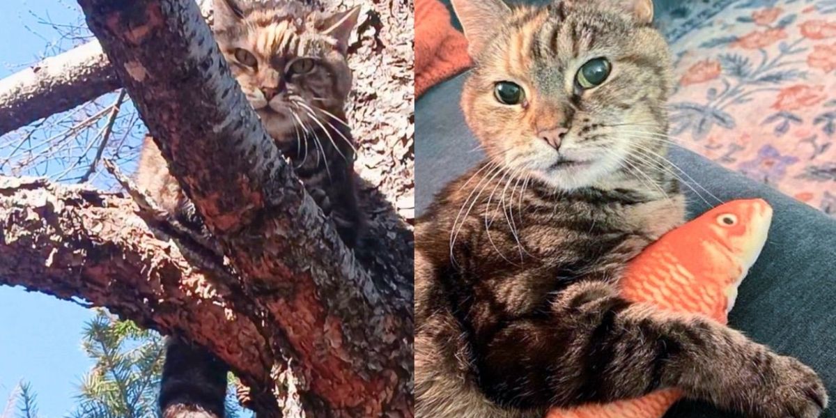 Man Went Out to Exercise and Noticed Cat in Tree at His Usual Spot and ...