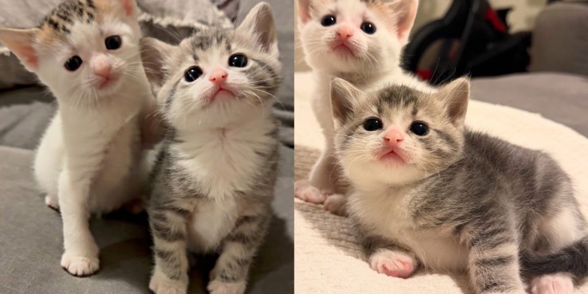 Kittens Born to Community Cat Quickly Discover the Good Life Once They ...
