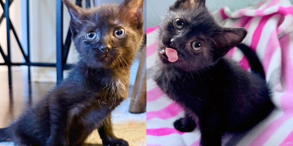 Kind Person Notices Kitten on Their Way to School and Quickly Realizes ...