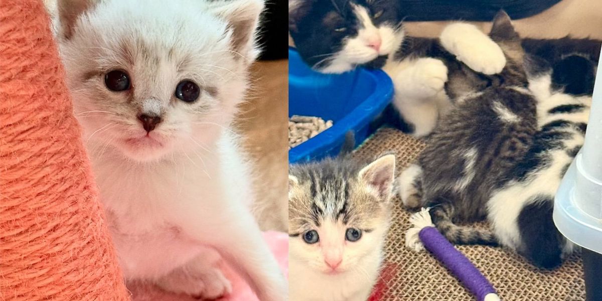 They Take in Very Timid Cat and Her Four Kittens, After Many Weeks They ...