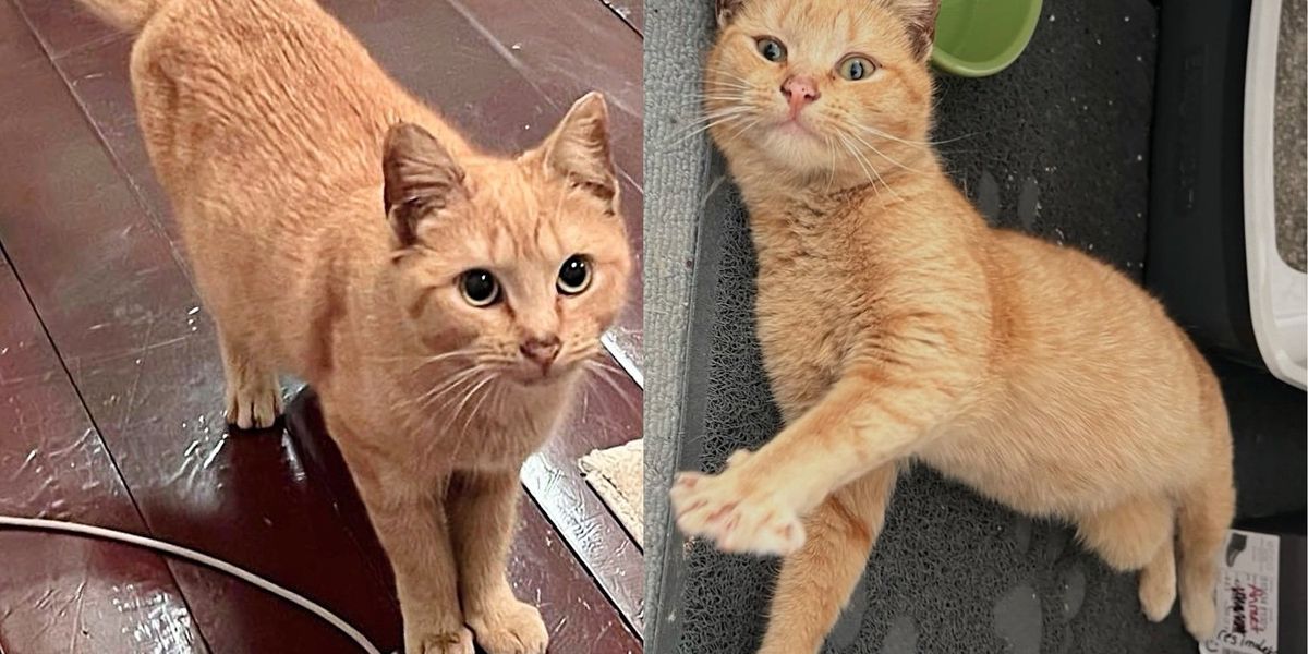 They Went to Search for Community Cat but Came Back with Tabby Kitten ...