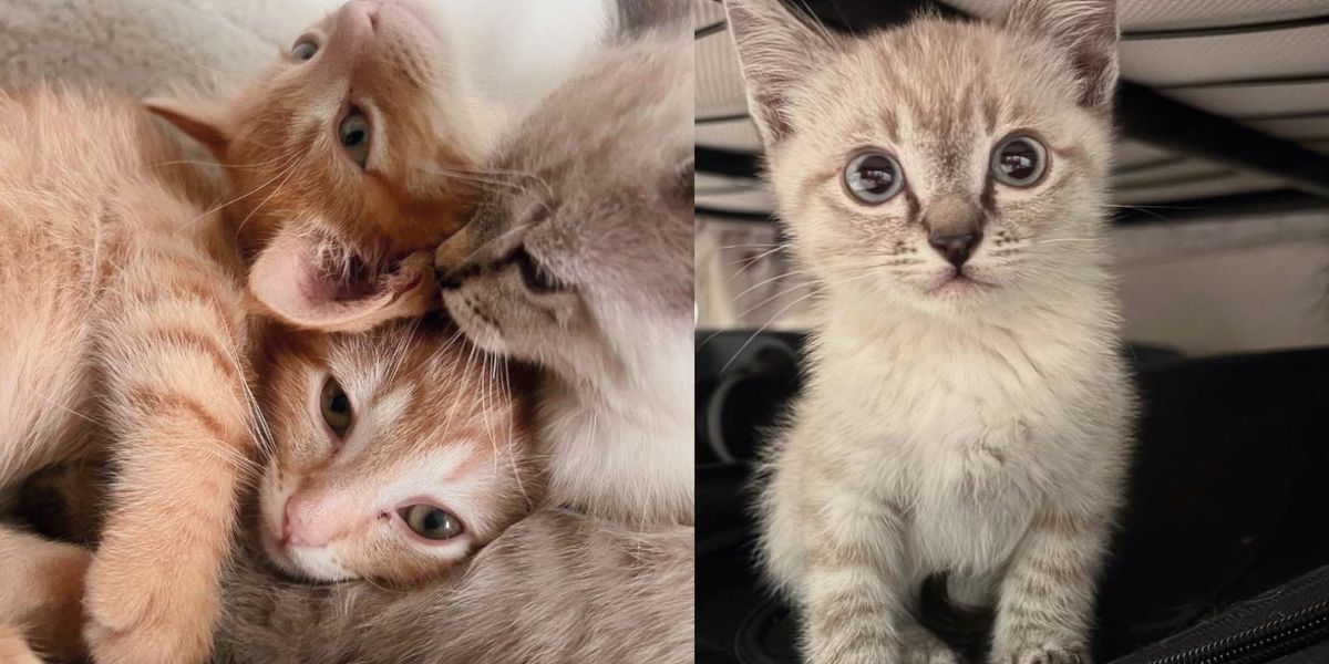 Workers Discover Ceiling Cats in Office, Which Leads to Several ...