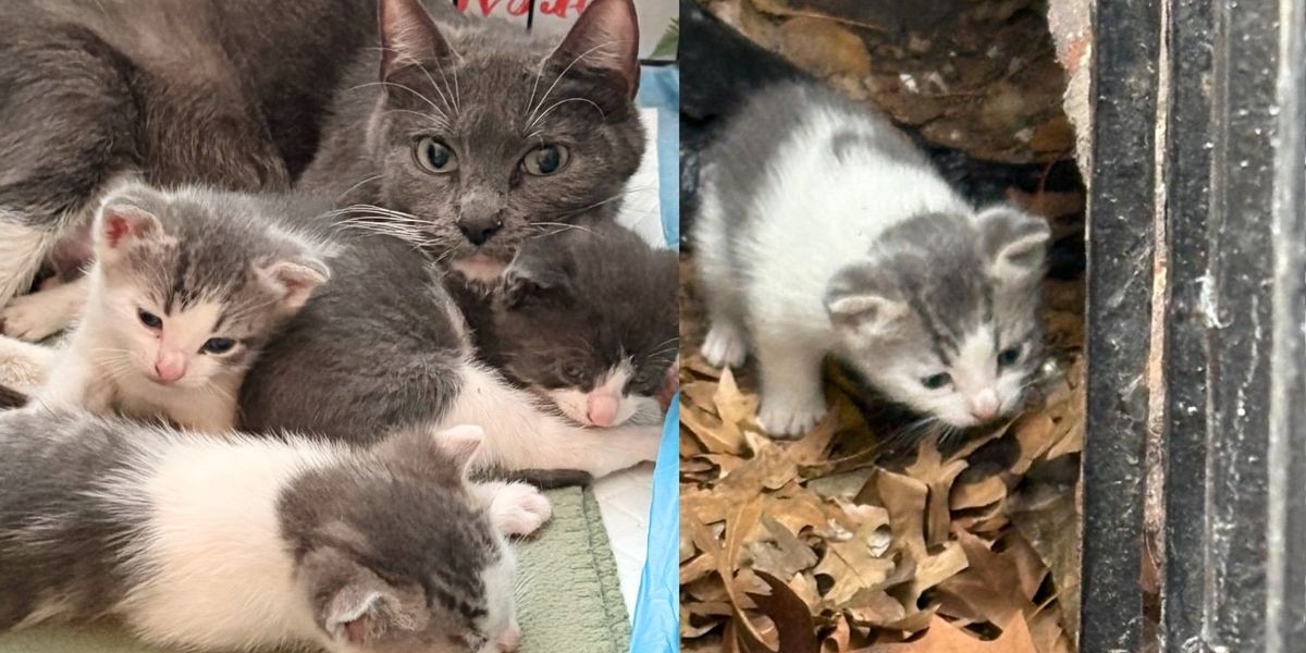 Cat and Kittens Live in Hole Between Buildings Until Neighbors Spot ...