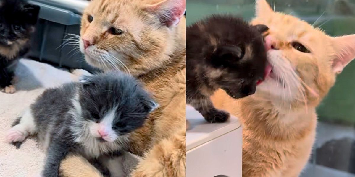 Cat Turns on 'Dad' Mode and Starts Caring for Kittens in Need After ...