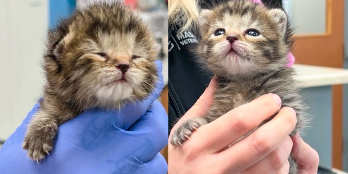 They Take in 2-week-old Kitten in Need of Help and Change Her Life ...
