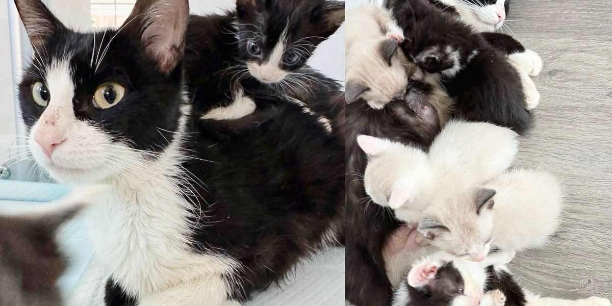 They Made Room for Cat and Eight Kittens, Getting Them Out of Shelter ...