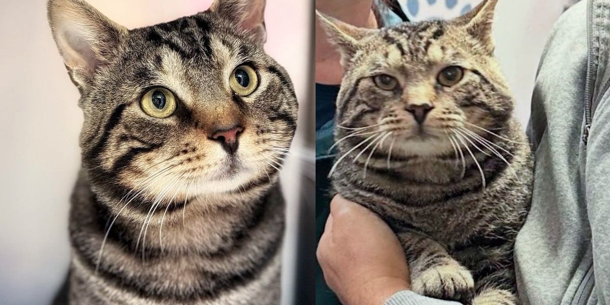 Kind People Went to Help Street Cats from a Community and Came Across One that was Unlike the ...