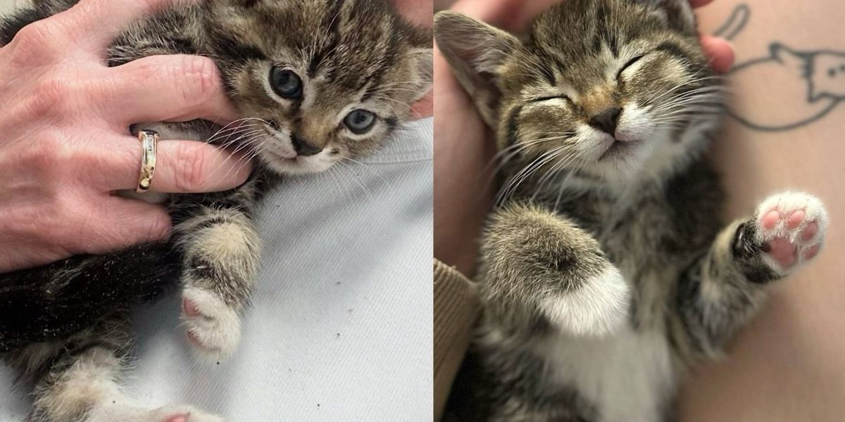 They Hear Sound of Cat in Drive-through and Find Little Kitten in the ...