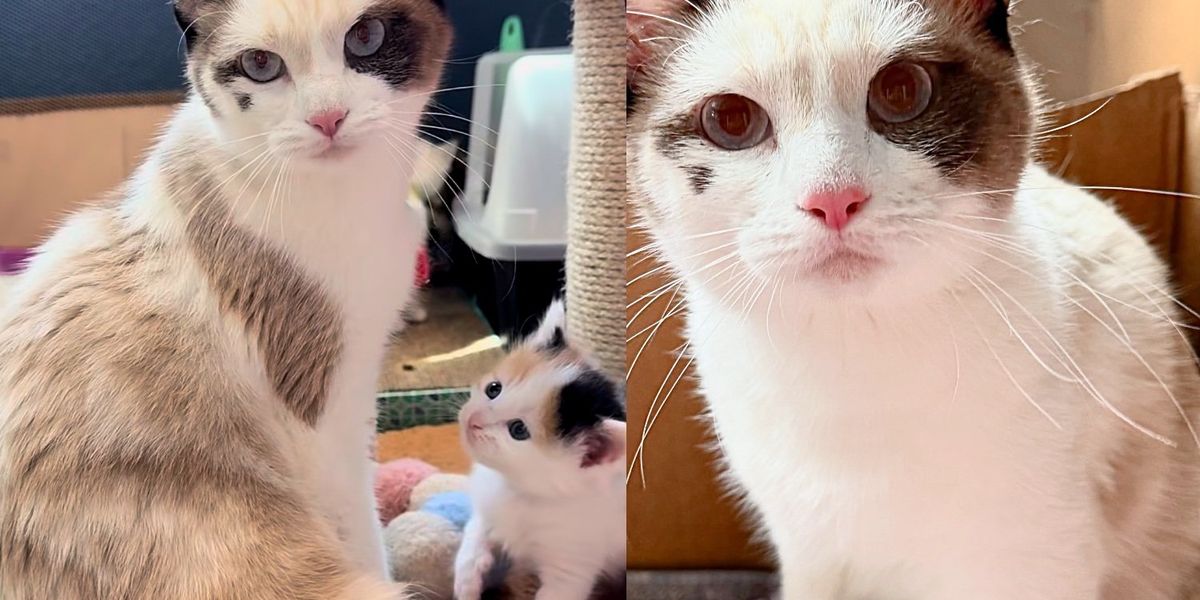 Tiny Squeaks Lead Person to Cat and Kittens Under Shed, Their Lives ...