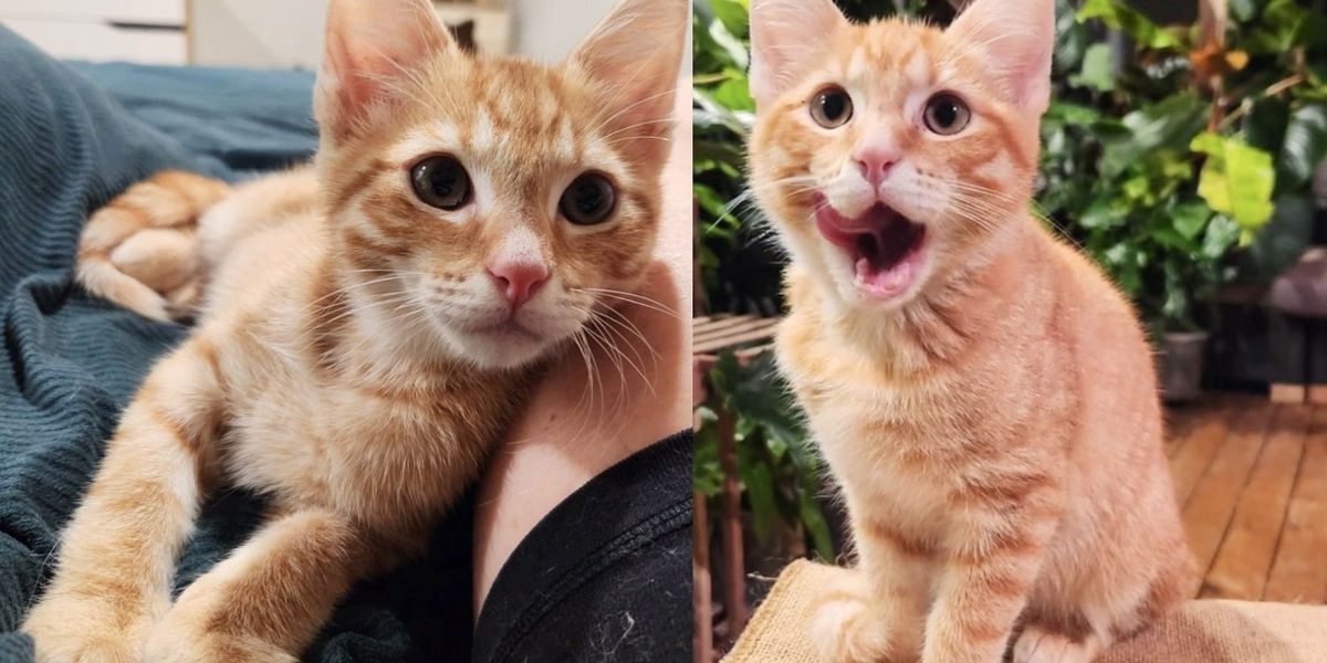 People Help Young Cat Regain Use of Leg Then Watch Him Spring Back on ...