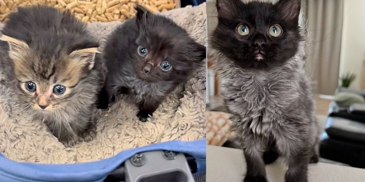 Woman Went to Help Tiny Shelter Kitten, Only to Discover She Had a ...