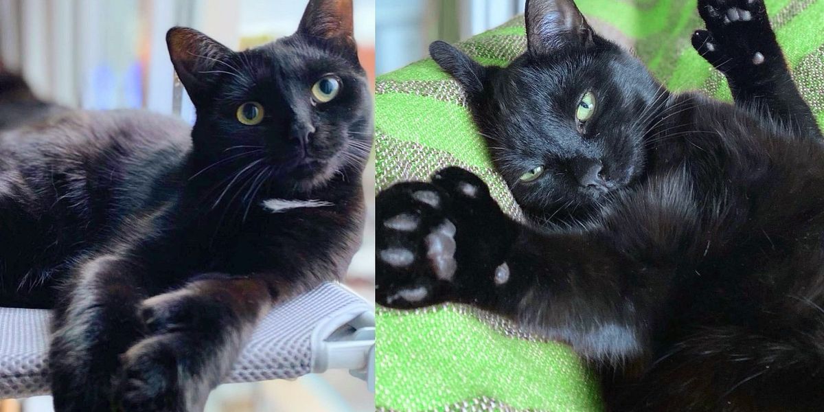 Kitten Followed Other Cats to House, Once Indoors, He Turned into Happy ...