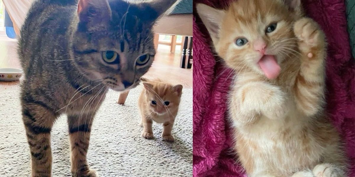Woman Opens Her Home to Cat and Her Only Kitten, Their World Transforms ...