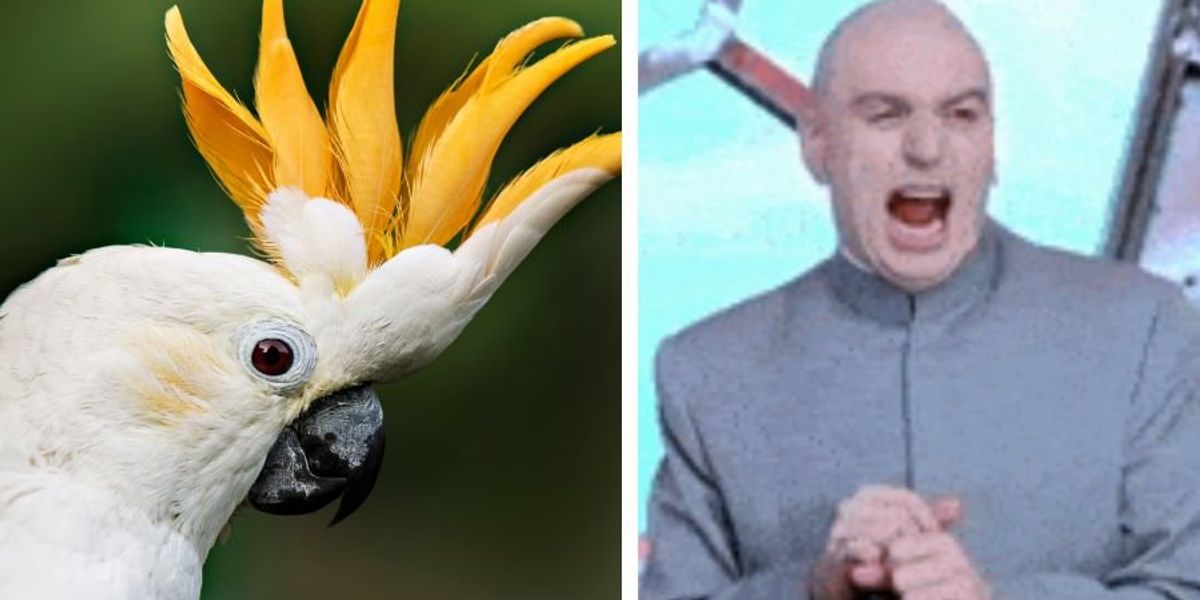 Cockatoo has an incredible maniacal laugh that feels straight out of a ...
