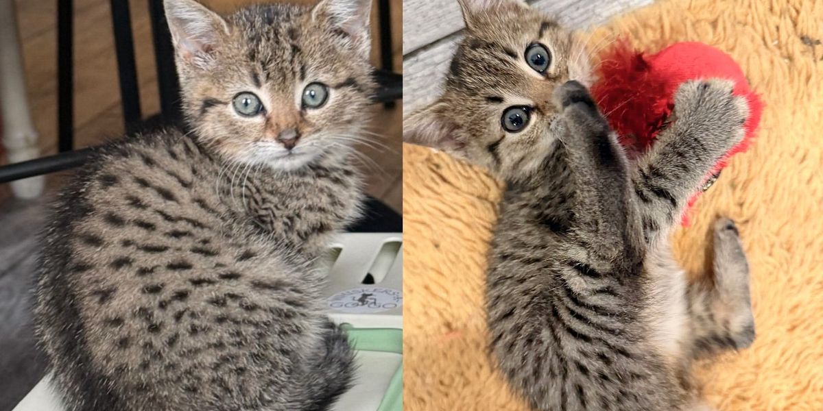 Man Followed Meows to Nearby Basement and Came Out with Tiny Kitten in ...