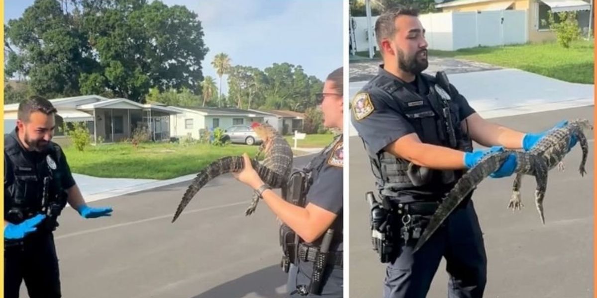 Former NYC cop handles his first Florida alligator, and its a ...