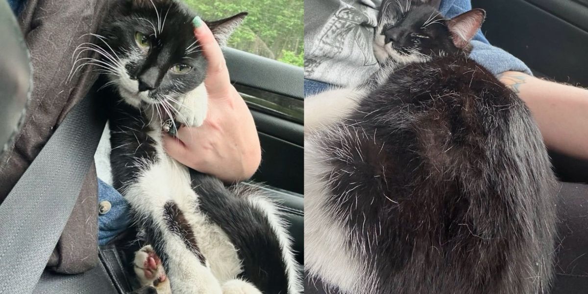 Cat Went into Kind Person's Car and Acted Like She Belonged There ...