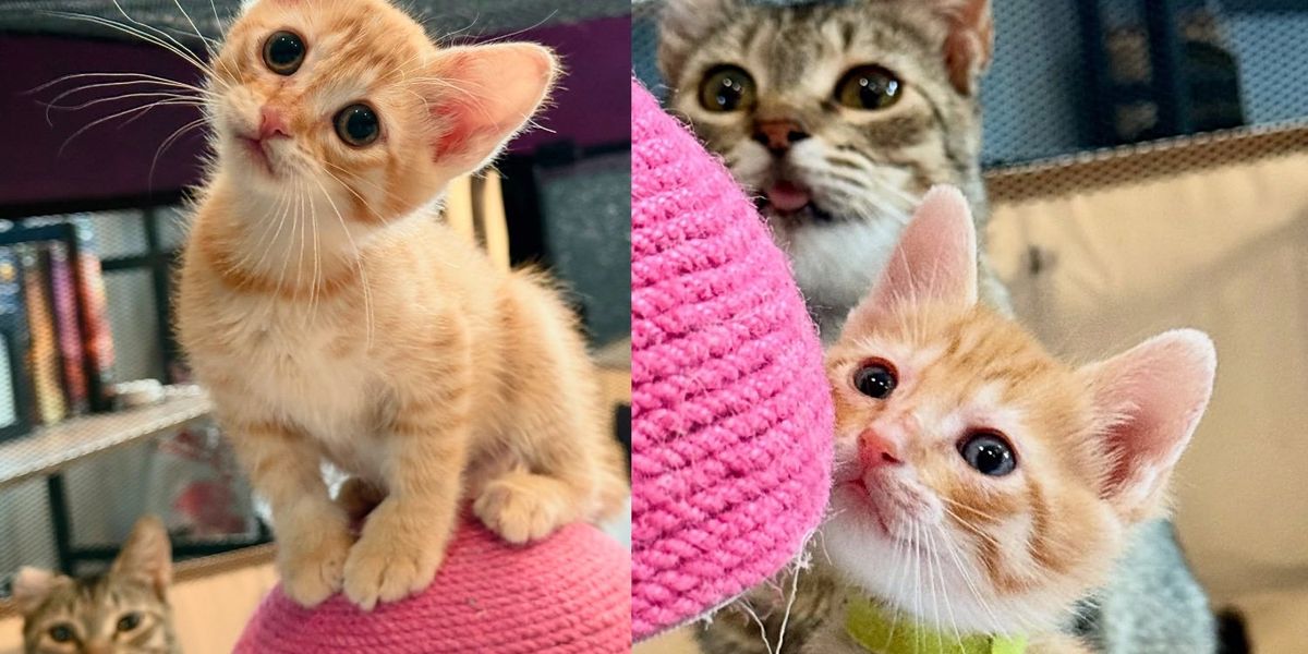 Woman Gives Cat Much-needed Spare Room so She and Her Three Kittens Can ...