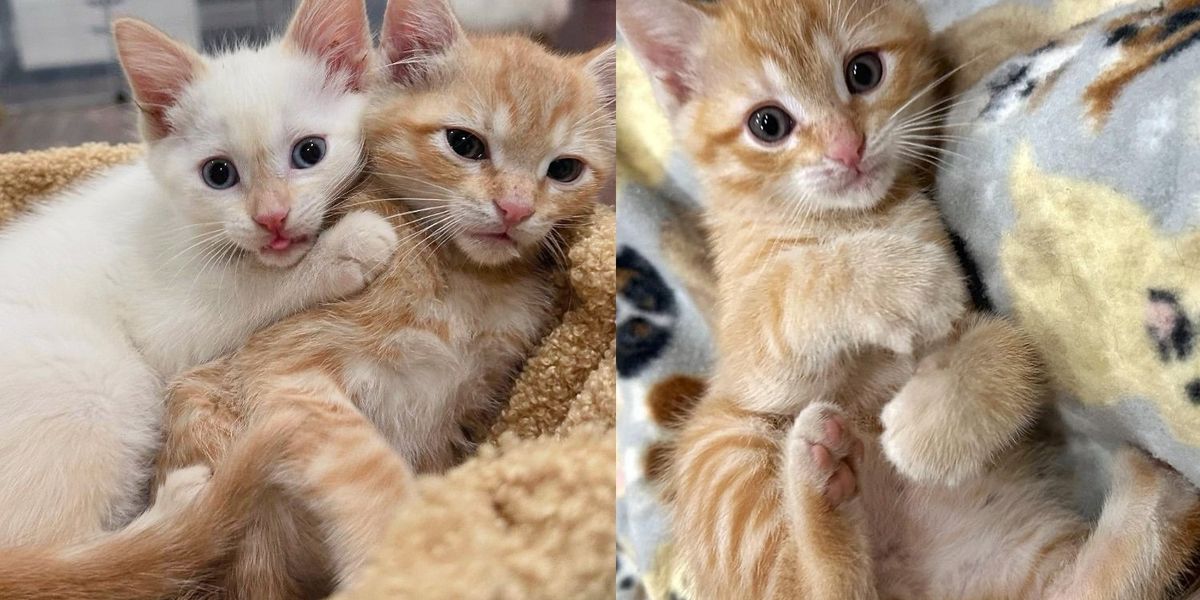 They Find Kitten Outside and Never Stop Looking for His Cat Siblings So ...