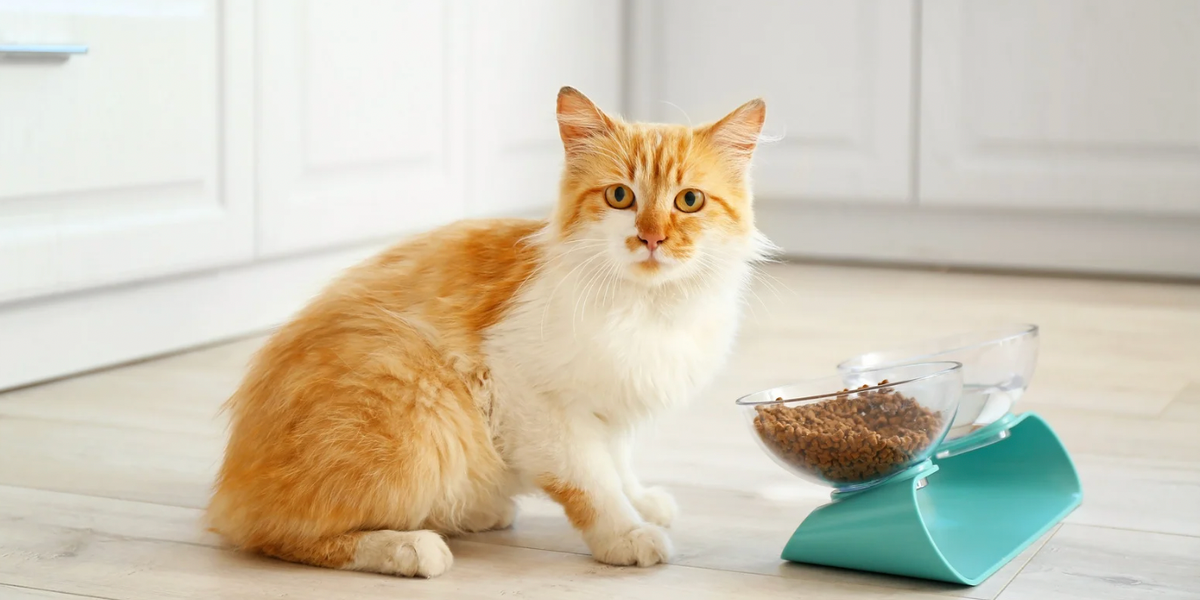 Cheeky list of 'reasons not to eat your food if you're a cat' has ...