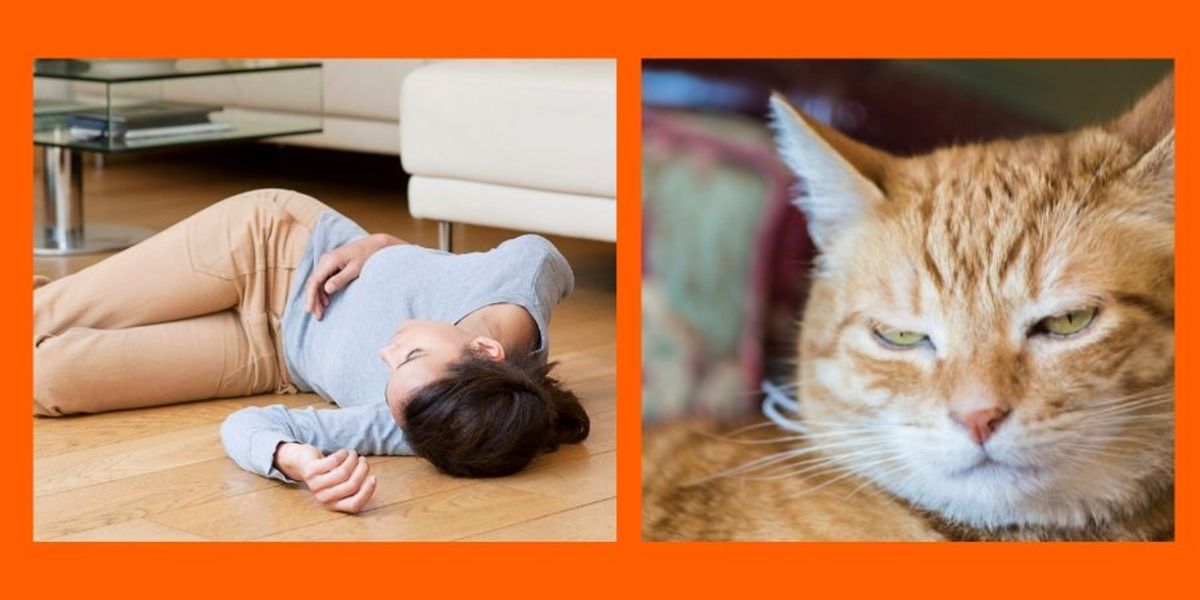 Cat owners are 'fake fainting' and the reactions from their feline ...