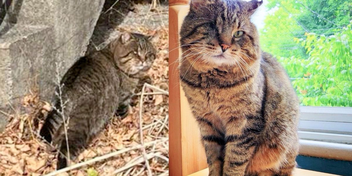 Cat Wanders onto Patio After Years of Living on the Streets, Not ...