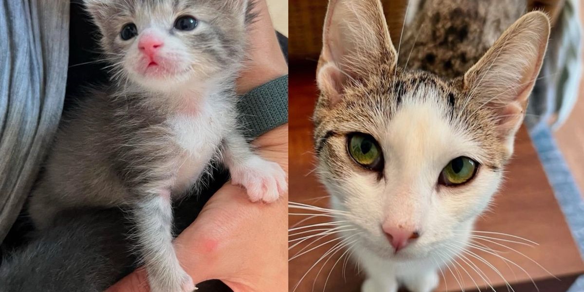 While Woman Fosters Two Tiny Kittens, This Cat Offers to Help in ...