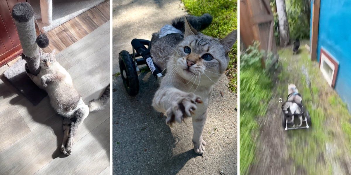 Paralyzed cat gets a wheelchair and becomes totally unstoppable - Upworthy