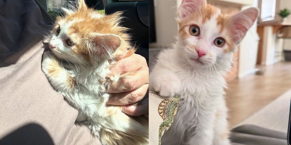 Woman Picks Up a Timid Kitten from Shelter, Turns Out the Young Cat is ...