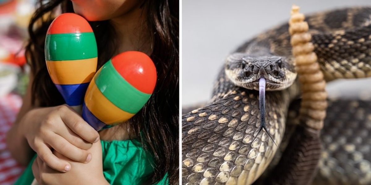How do rattlesnake rattles work? Probably not like you think. - Upworthy