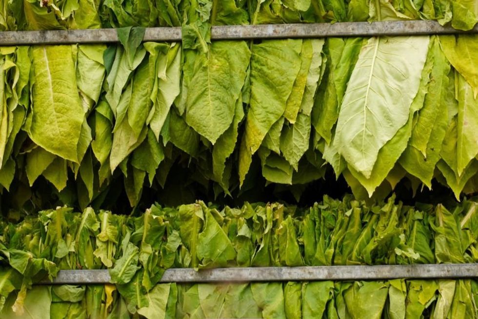 Tiki the rescue dog makes huge breakthrough on foster Day 13 - Upworthy