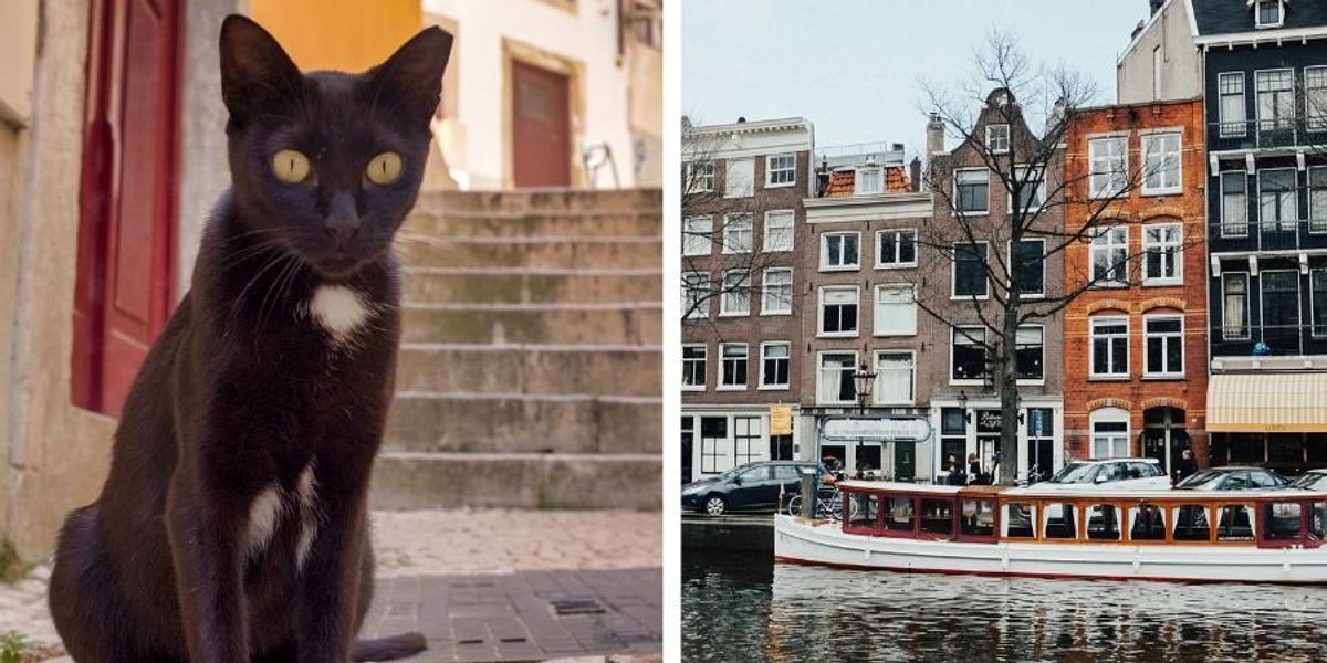 19 cats have drowned in Amsterdam's canals in the past 6 months. The ...