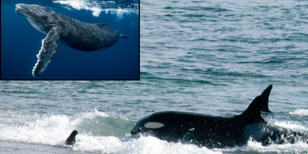 Watch two humpback whales desperately try to save a seal from hungry orcas - Upworthy