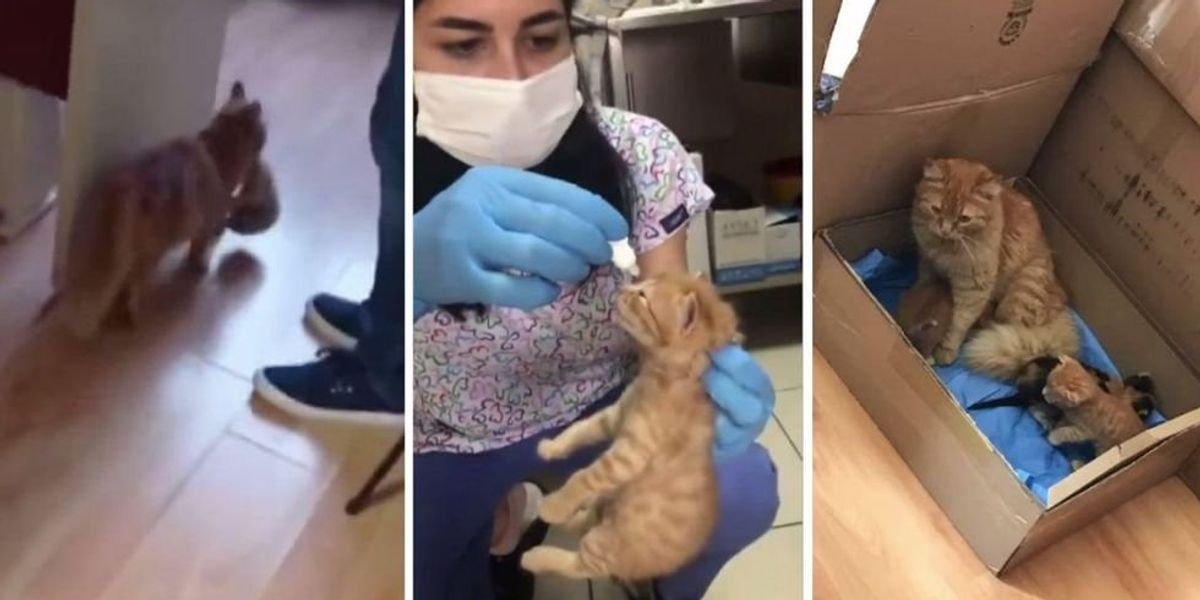 Mama cat rushes her sick kittens to human hospital for help - Upworthy