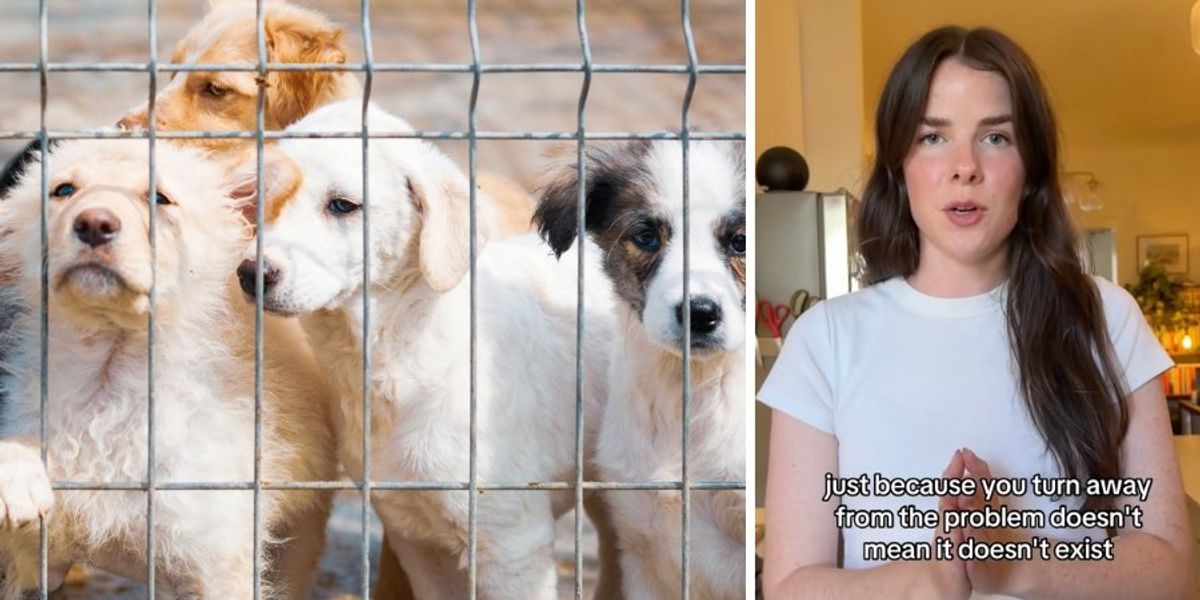 Isabel Klee explains why people should support 'kill shelters' - Upworthy
