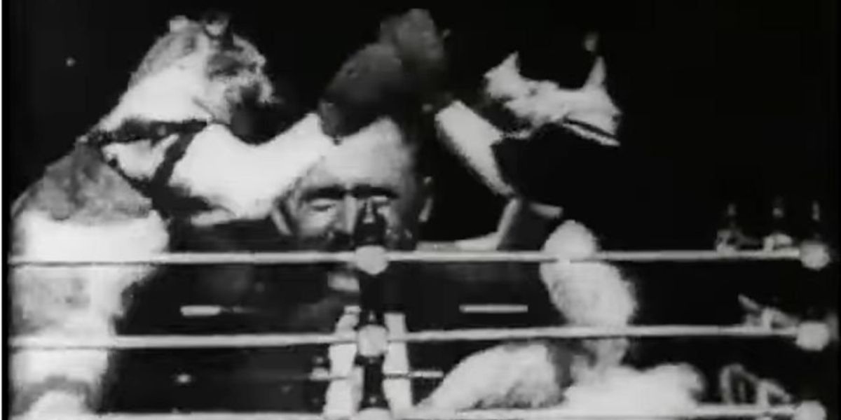 The first viral cat video was filmed in 1894 by Thomas Edison and it ...