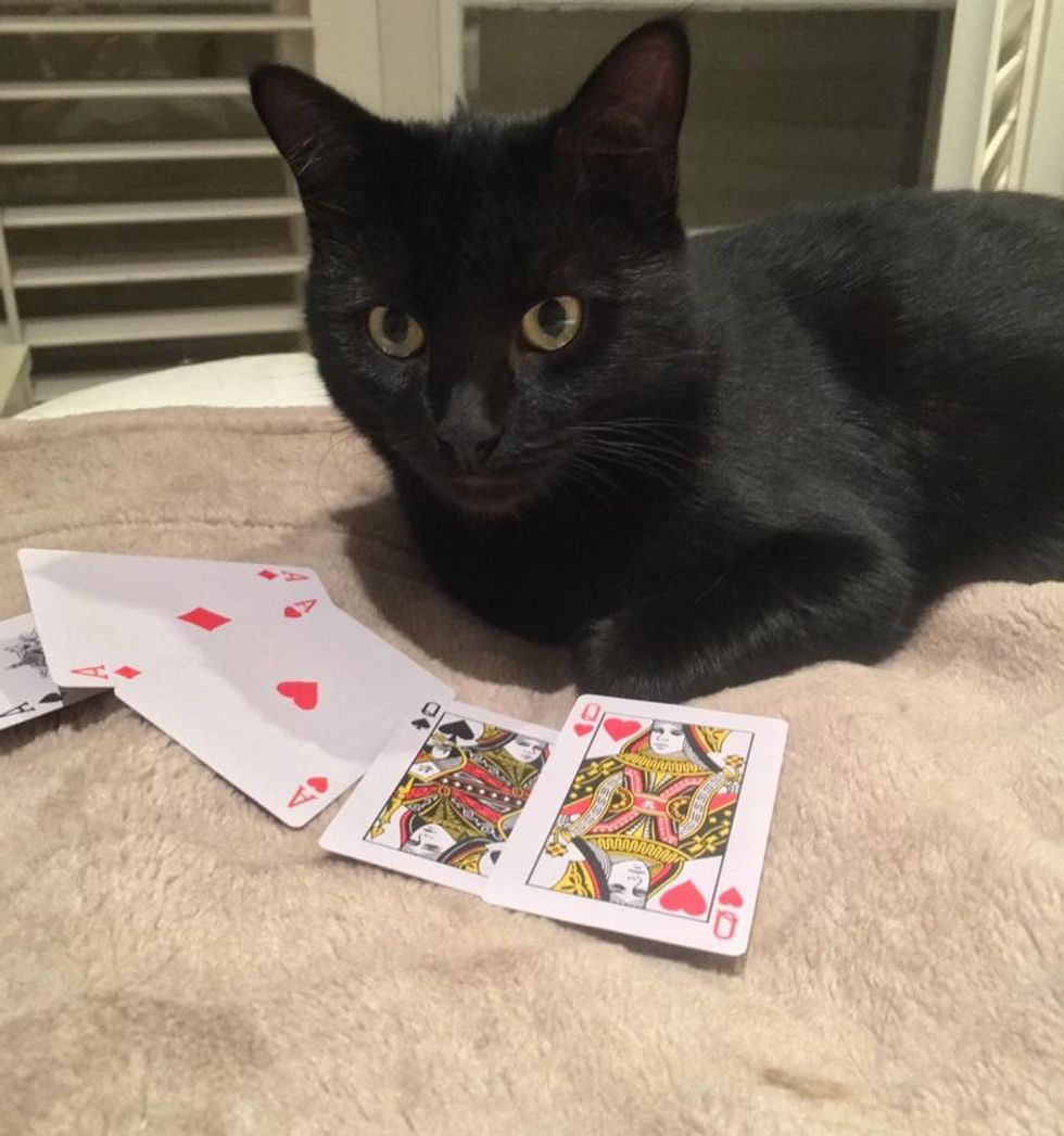 Cat Helps Her Human Get Internet Back and Saves Her from Boredom - Love ...