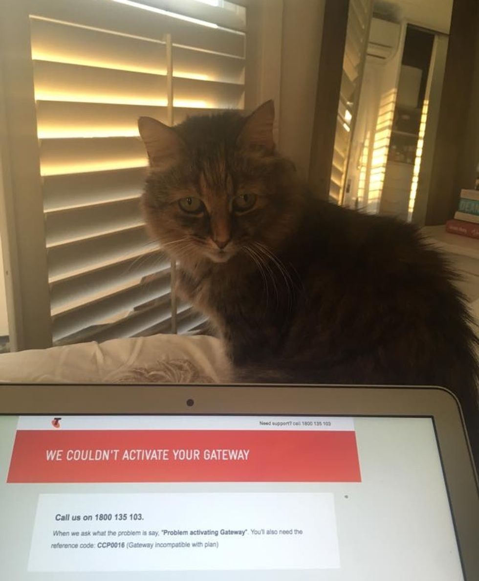 Cat Helps Her Human Get Internet Back and Saves Her from Boredom - Love ...