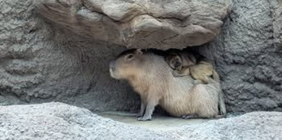 Denver Zoo's howler monkey and capybara are surprise best friends ...