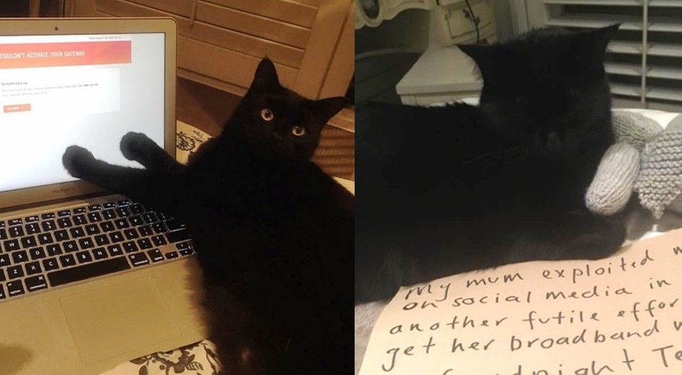 Cat Helps Her Human Get Internet Back and Saves Her from Boredom - Love ...