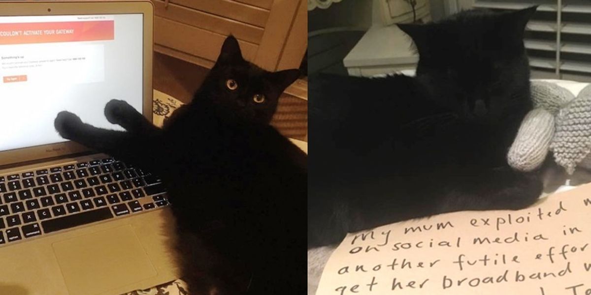 Cat Helps Her Human Get Internet Back and Saves Her from Boredom - Love ...