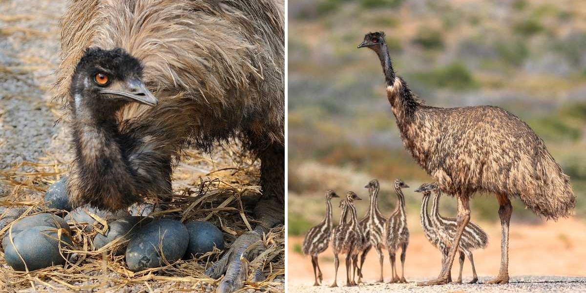 Emu dads take on 100% of parenting duties after eggs are laid - Upworthy