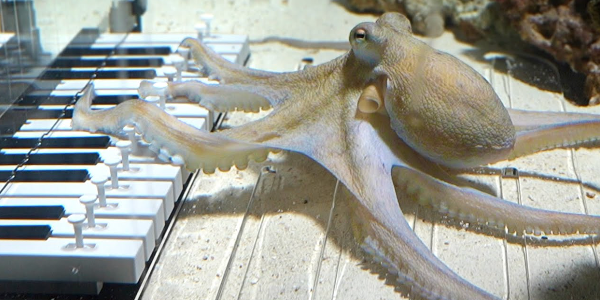 Musician shares how he taught an octopus to play the piano - Upworthy