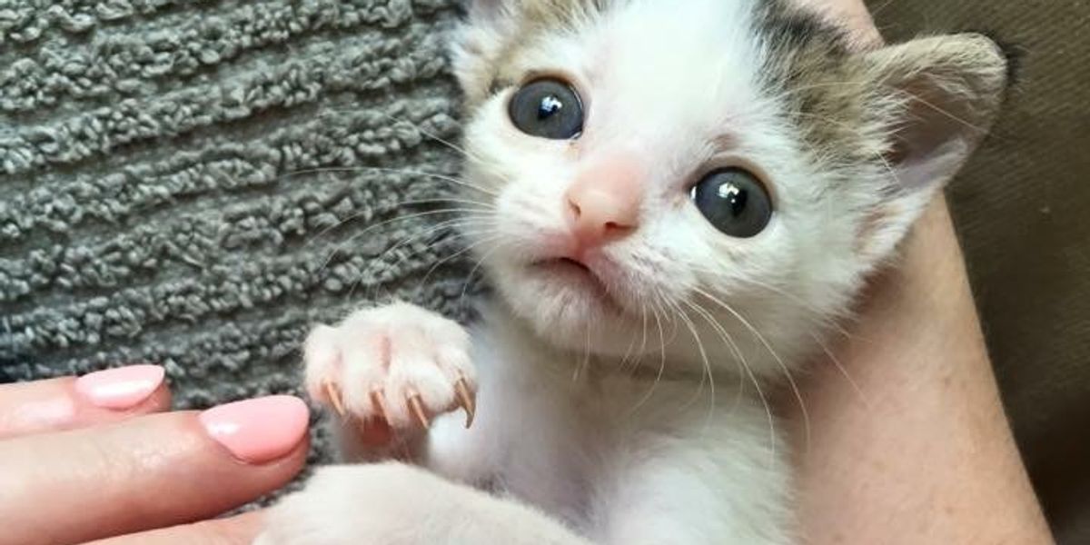 They Never Gave Up on This Tiny Kitten, Now a Year Later.. - Love Meow