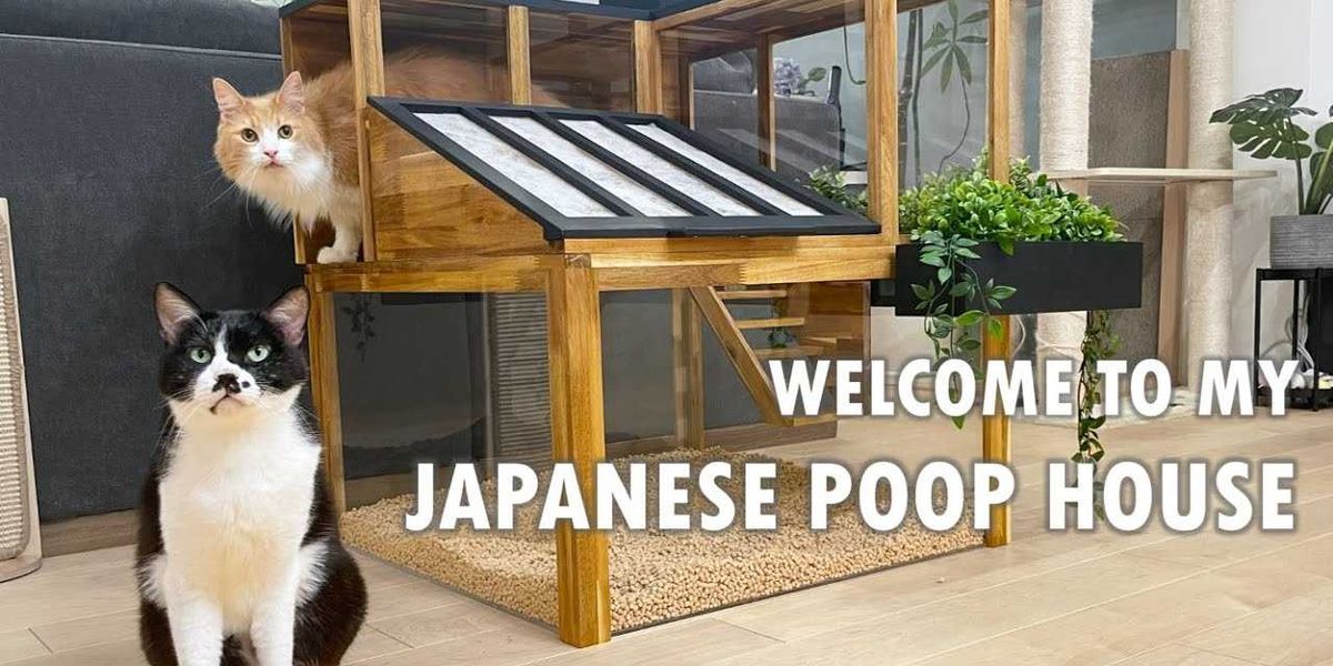 Couple in Japan invents a nearly perfect cat litter box - Upworthy